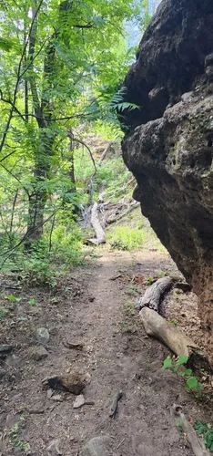 Best Hikes and Trails in Blue Range Primitive Area | AllTrails