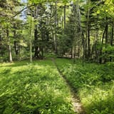 Snake Den Ridge Trail, Tennessee - 83 Reviews, Map | AllTrails