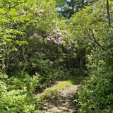 Snake Den Ridge Trail, Tennessee - 83 Reviews, Map | AllTrails