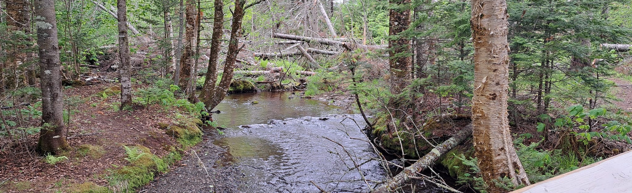 Tyne Valley Trail: 8 Reviews, Map - Prince Edward Island, Canada ...