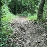 Chestnut Ridge Trail, Virginia - 470 Reviews, Map | AllTrails