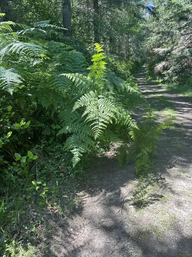 Best Hikes and Trails in Trillium Community Forest | AllTrails