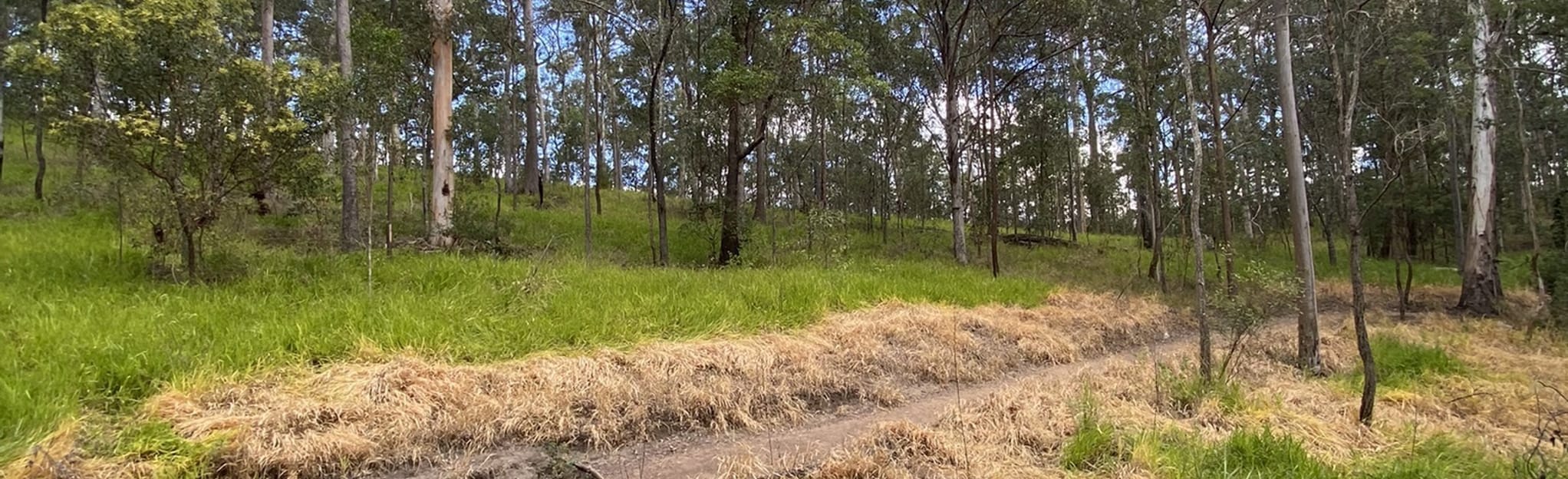 Mount Coot-tha Loop via Powerful Owl Trail: 502 Reviews, Map ...