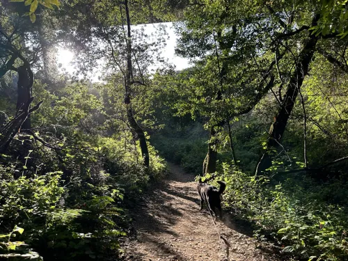 Best Hikes and Trails in Don Castro Regional Recreation Area | AllTrails
