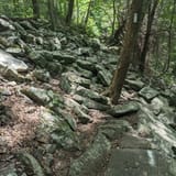Fiery Gizzard Trail to Raven's Point, Tennessee - 1,116 Reviews, Map ...