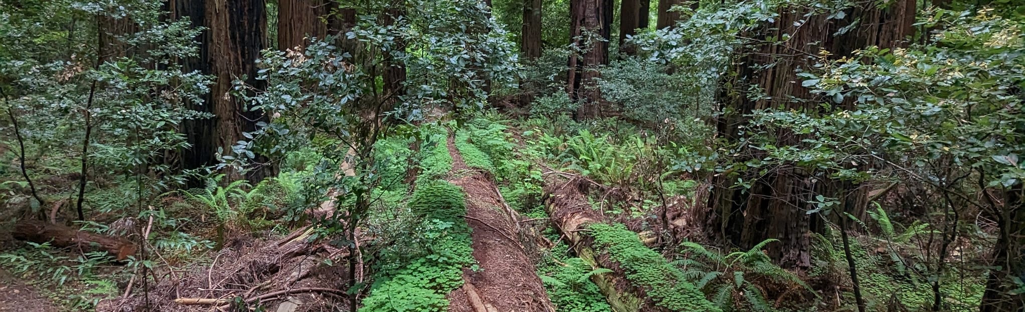 Cheatham Grove Trail: 96 Reviews, Map - California | AllTrails