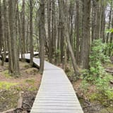 Atlantic White Cedar Swamp Trail, Massachusetts - 809 Reviews, Map ...