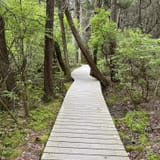 Atlantic White Cedar Swamp Trail, Massachusetts - 809 Reviews, Map ...