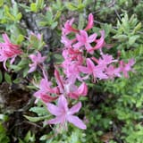 Grout Pond Trail, Vermont - 296 Reviews, Map | AllTrails