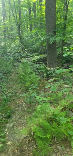 Best Hikes and Trails in Big Spring State Park | AllTrails