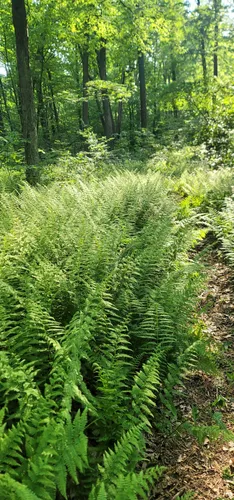 Best Hikes and Trails in Big Spring State Park | AllTrails