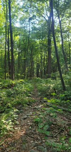 Best Hikes and Trails in Big Spring State Park | AllTrails