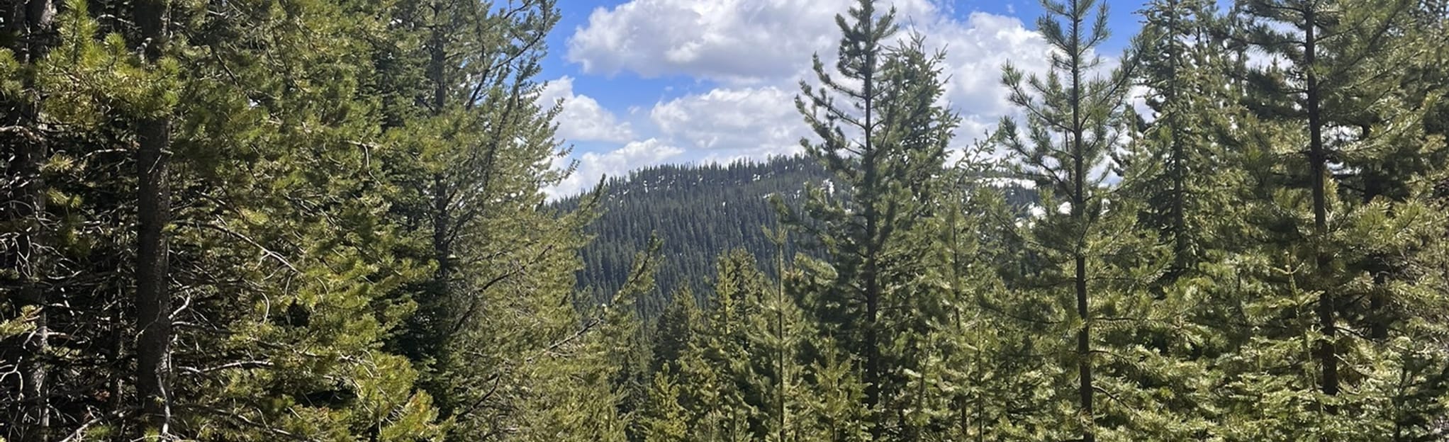 Denny Creek Loop via Targhee Pass, Montana - 17 Reviews, Map | AllTrails