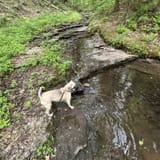 Tinker Falls Upper, New York - 403 Reviews, Map | AllTrails