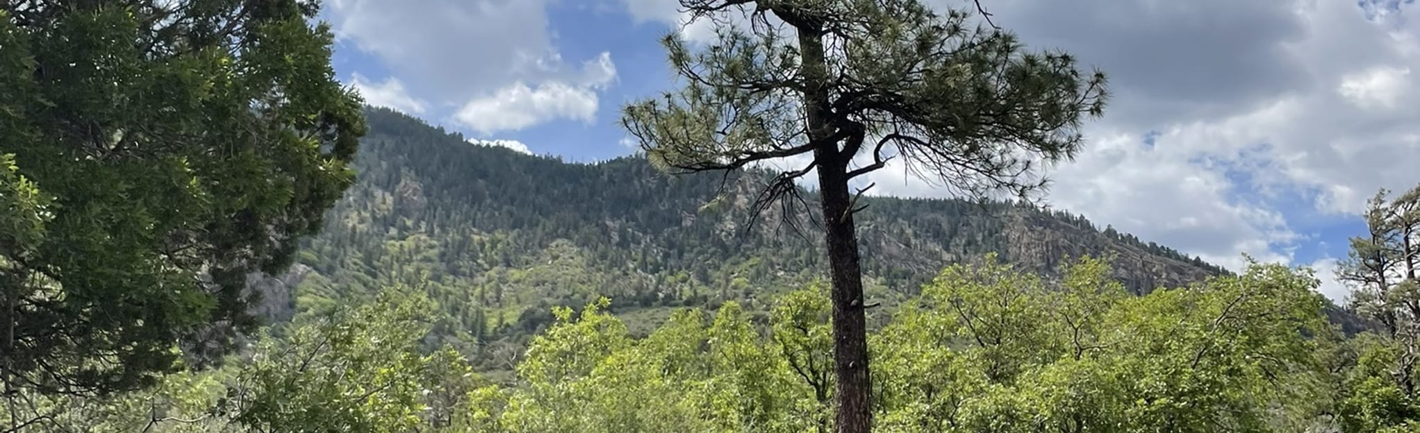 Christmas Tree Trail, Arizona - 329 Reviews, Map | AllTrails