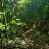 Patton Cave via Hayes and Patton Cave Trail, Indiana - 290 Reviews, Map ...