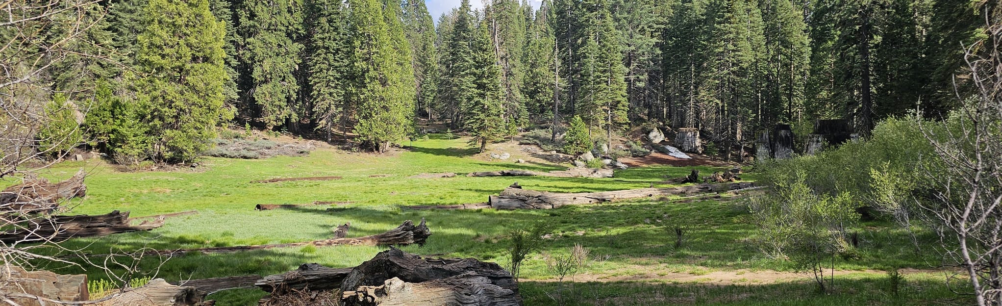 Big Stump Loop, California - 839 Reviews, Map | AllTrails