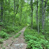Grout Pond Trail, Vermont - 296 Reviews, Map | AllTrails