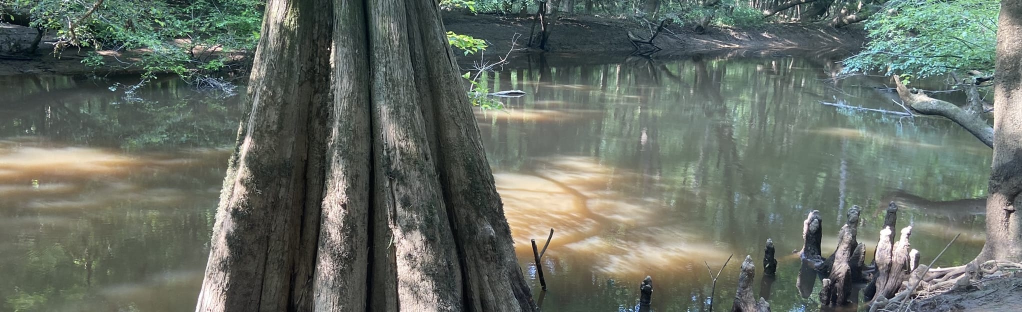 Fork Swamp Trail: 21 Reviews, Map - South Carolina | AllTrails