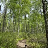 Talkeetna Lake Trail, Alaska - 600 Reviews, Map | AllTrails