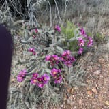 Boston Hill Trail, New Mexico - 212 Reviews, Map | AllTrails