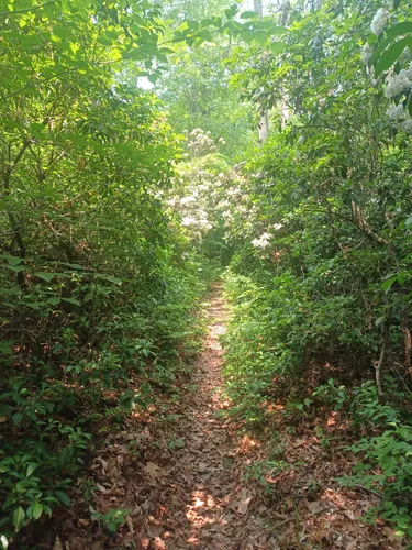 Best Hikes and Trails in Elk Neck State Forest | AllTrails