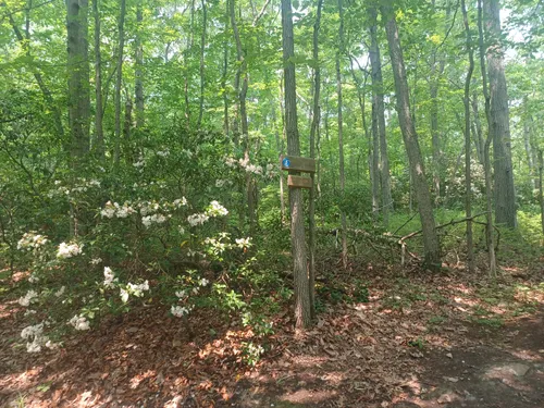 Best Hikes and Trails in Elk Neck State Forest | AllTrails