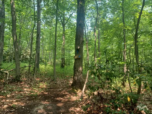 Best Hikes and Trails in Elk Neck State Forest | AllTrails