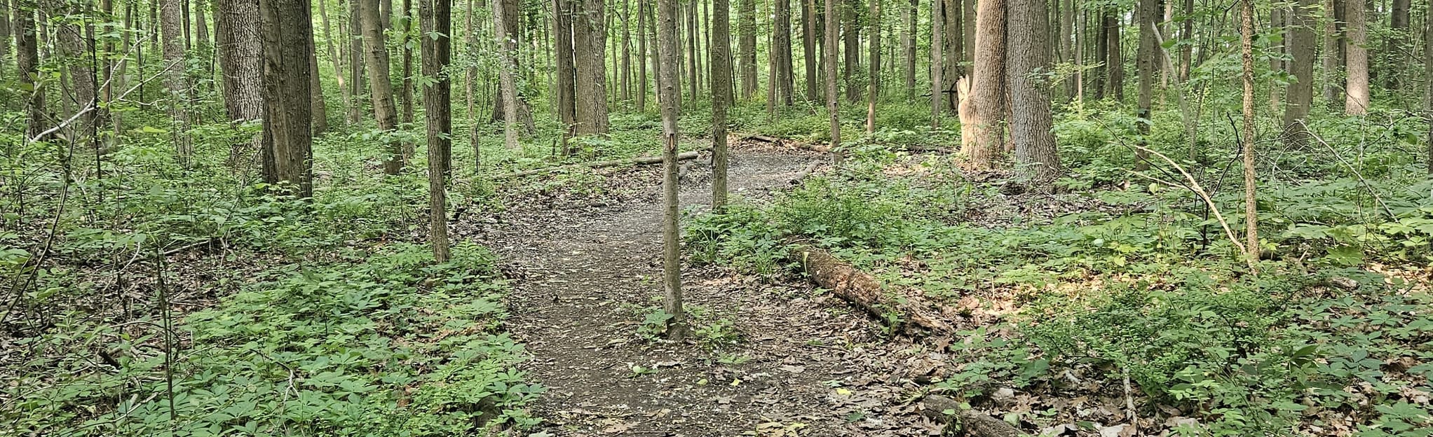 Munson Park Mountain Bike Trail: 41 Reviews, Map - Michigan | AllTrails