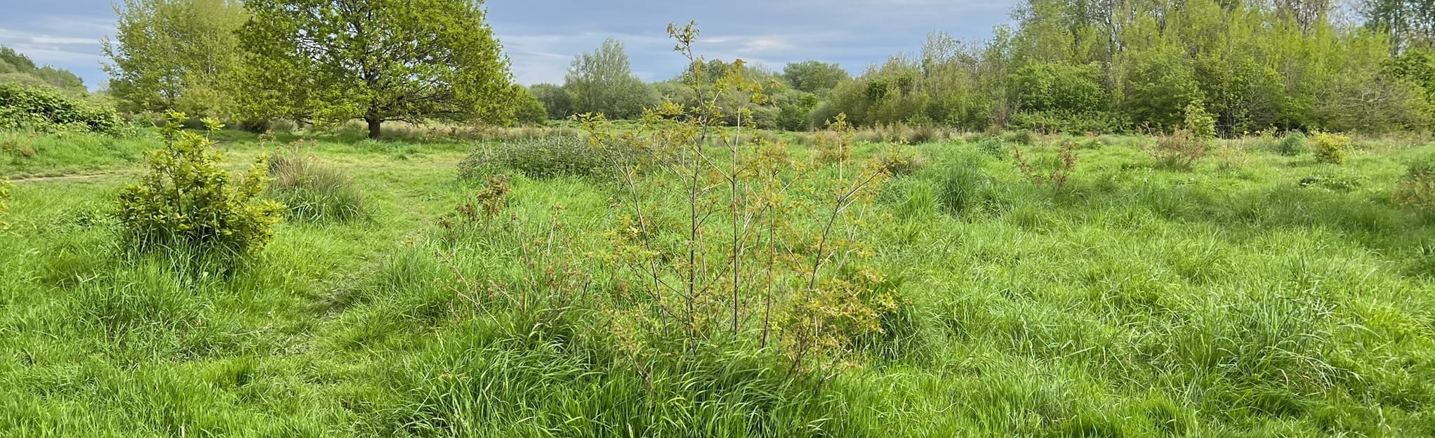 Hailey Park Circular, Cardiff, Wales - 19 Reviews, Map | AllTrails