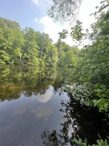 10 Best Dog Friendly Trails in Rhode Island | AllTrails