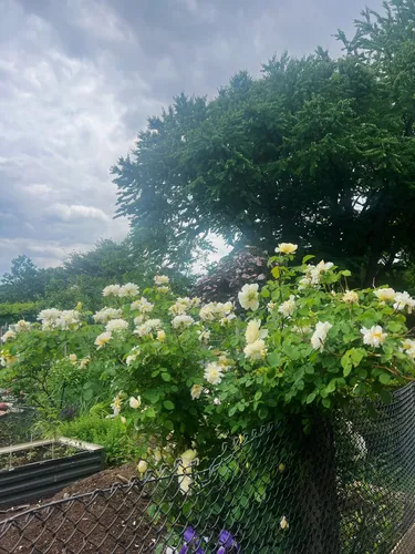 Best Hikes and Trails in Back Bay Fens | AllTrails