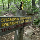Shamokin Nature Trail, Virginia - 99 Reviews, Map | AllTrails