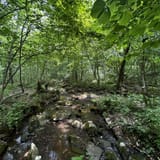 Shamokin Nature Trail, Virginia - 85 Reviews, Map | AllTrails
