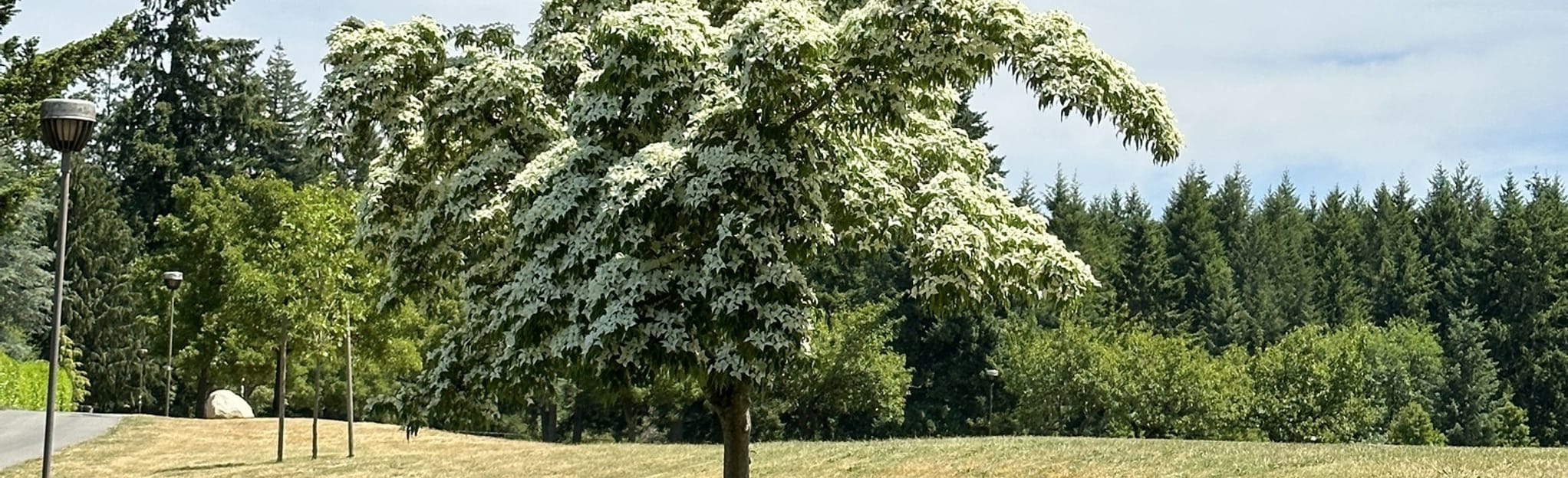 LBA Park Loop Trail: 872 Reviews, Map - Washington | AllTrails