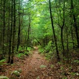 Freetown Fall River State Forest Loop, Massachusetts - 347 Reviews, Map ...