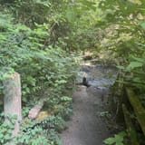 Puget Park Trail, Washington - 339 Reviews, Map | AllTrails