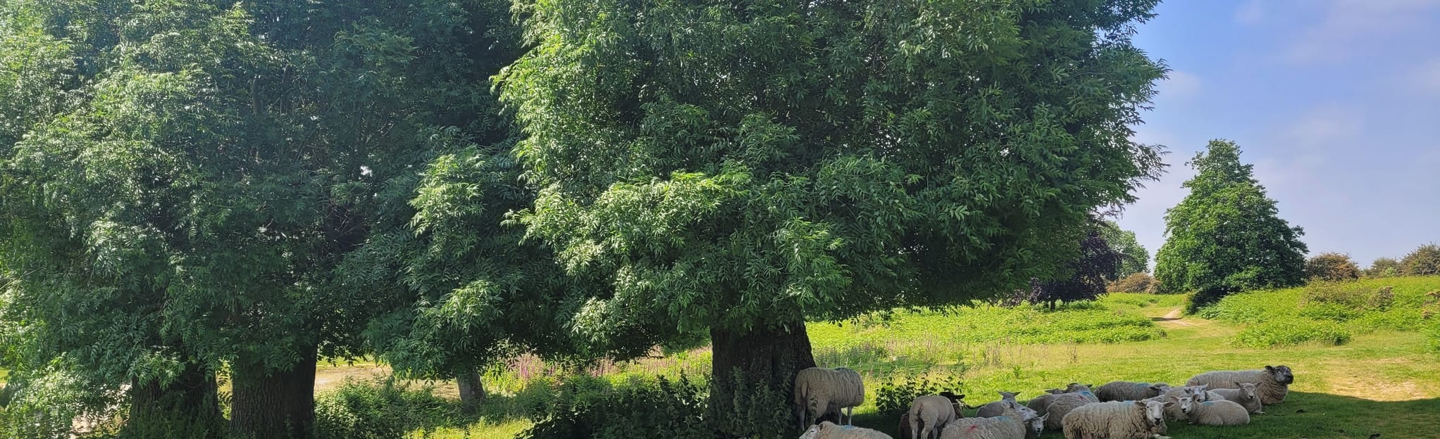 Bircher Common Circular: 9 Reviews, Map - Herefordshire, England ...