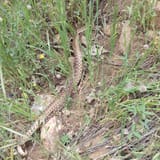 Ladybug Trail, California - 250 Reviews, Map | AllTrails