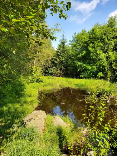 Best Hikes and Trails in Garvagh Forest | AllTrails