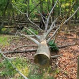 Hal and Berni Hanson Park Loop, Virginia - 104 Reviews, Map | AllTrails