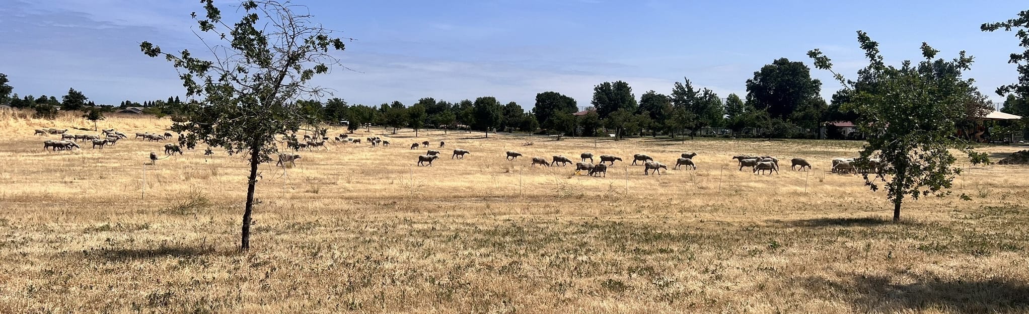 North Natomas, Wild Rose and Valley Oak Loop, California - 149 Reviews ...