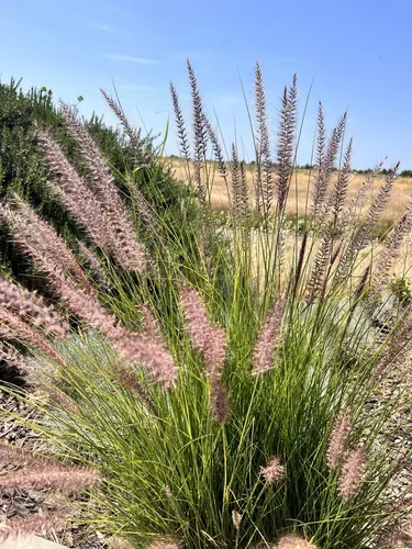 Best Hikes and Trails in North Natomas Regional Park | AllTrails