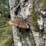 Grayling Lake Trail, Alaska - 108 Reviews, Map | AllTrails