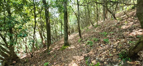 Best Moderate Trails in Hanging Dog Recreation Area | AllTrails