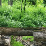 Washington Valley Park Trail, New Jersey - 648 Reviews, Map | AllTrails