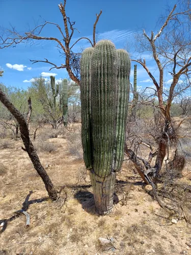 Best Hikes and Trails in Arthur Pack Regional Park | AllTrails