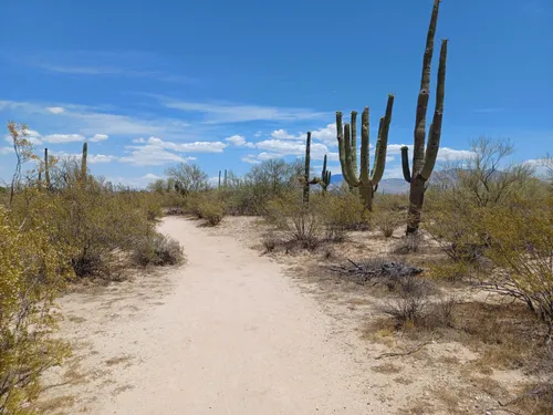 Best Hikes and Trails in Arthur Pack Regional Park | AllTrails