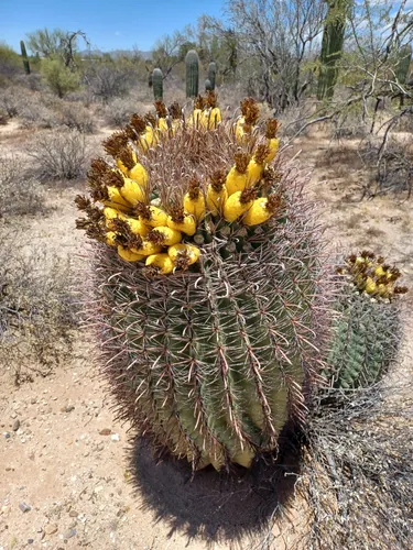 Best Hikes and Trails in Arthur Pack Regional Park | AllTrails