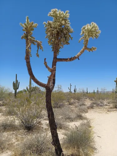 Best Hikes and Trails in Arthur Pack Regional Park | AllTrails